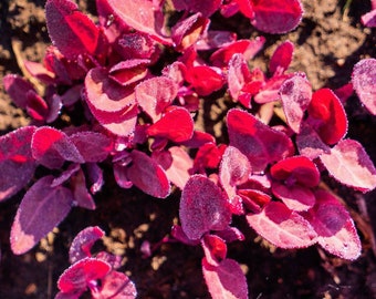 Ruby Orach Seeds - Etsy