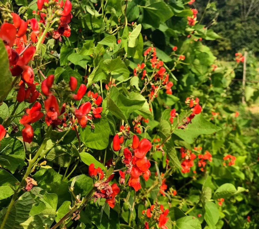 Scarlet Emperor Runner Bean Seeds, Heirloom, Tender & Delicious, Edible ...
