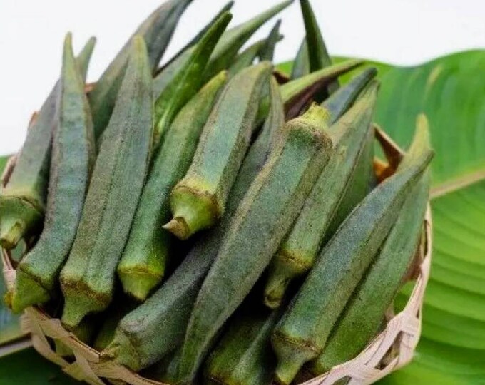 Nkruma Tenten Okra Seeds, Heirloom, Tree Okra, West African Okra, Hard ...