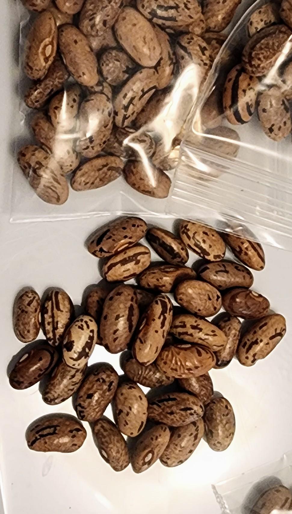 Rattlesnake Pole Bean Seeds, Heirloom Open Pollinated - Etsy