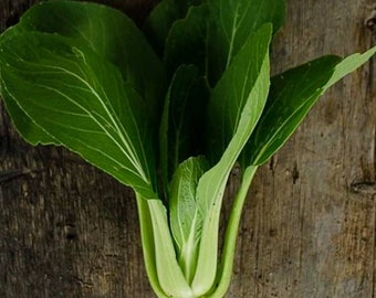 500 White Stem Baby Pak Choi Seeds, Nail Bai Cai, Dwarf Bok Choy, Asian ...