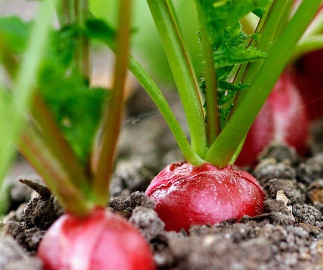 German Giant Radish Seeds, Heirloom, Ready to Harvest in 30 Days, Sweet ...