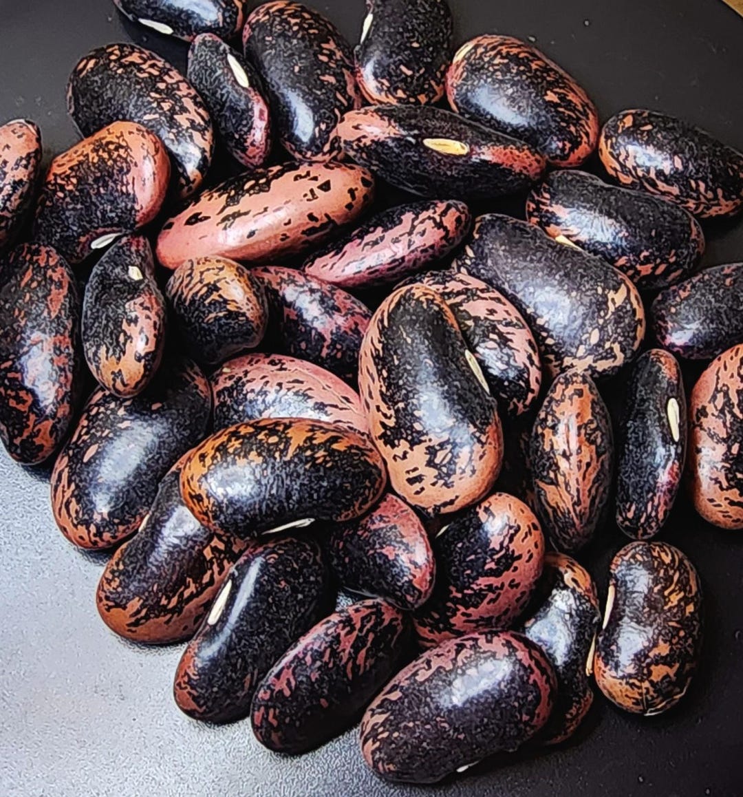Scarlet Emperor Runner Bean Seeds: Heirloom, Edible Ornamental - Etsy