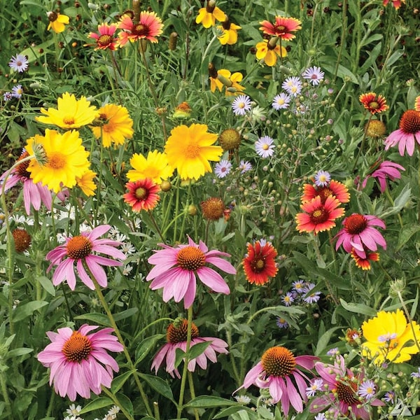 Perennial Flower Mix - Etsy