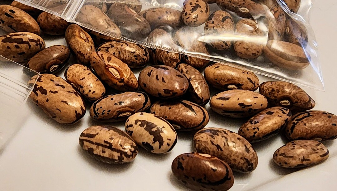 Rattlesnake Pole Bean Seeds, Heirloom Seeds, Great for Southern Gardens ...