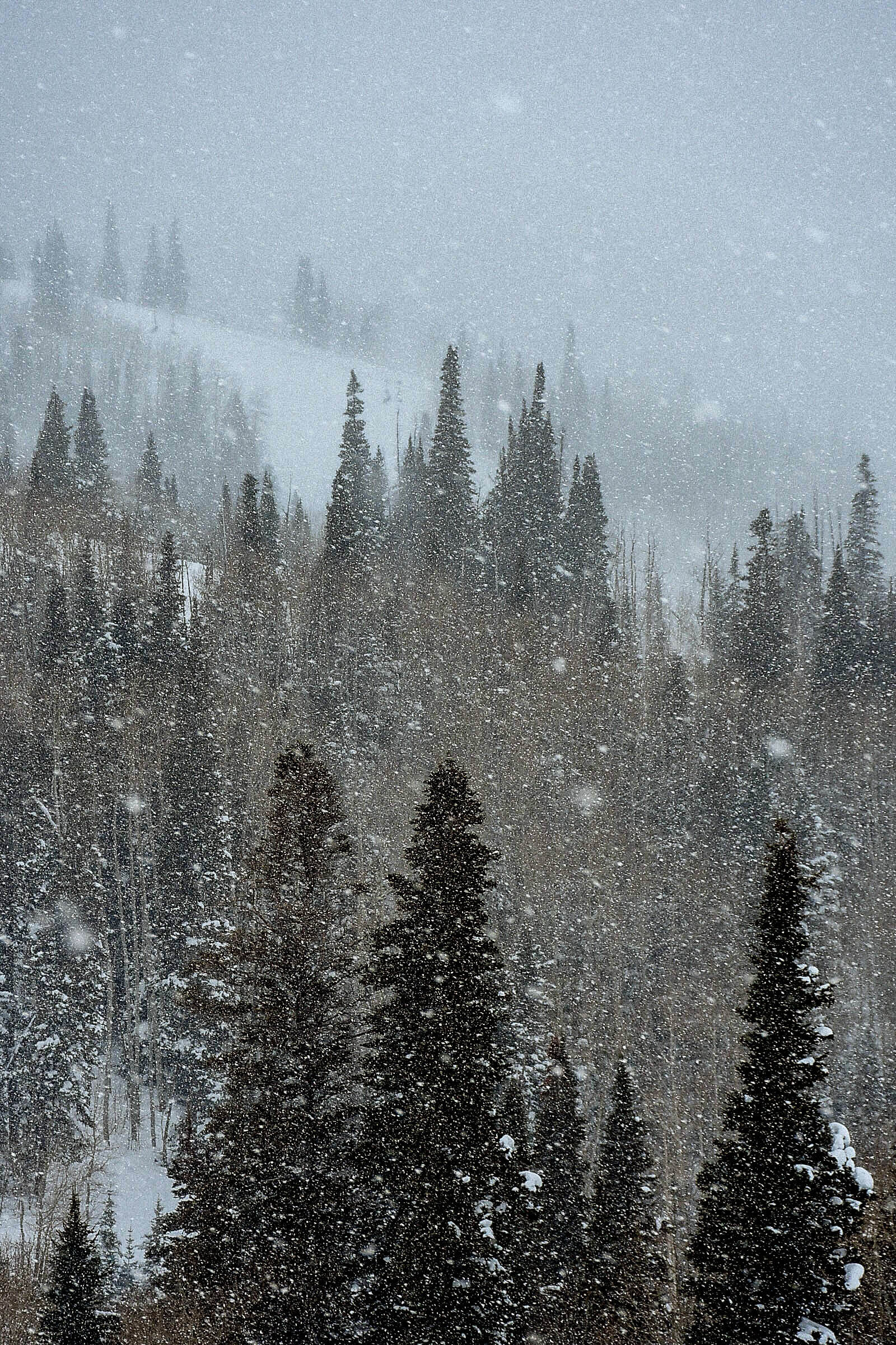 Park City Utah Landscape - Wasatch National Forest in the Snow - Rocky ...