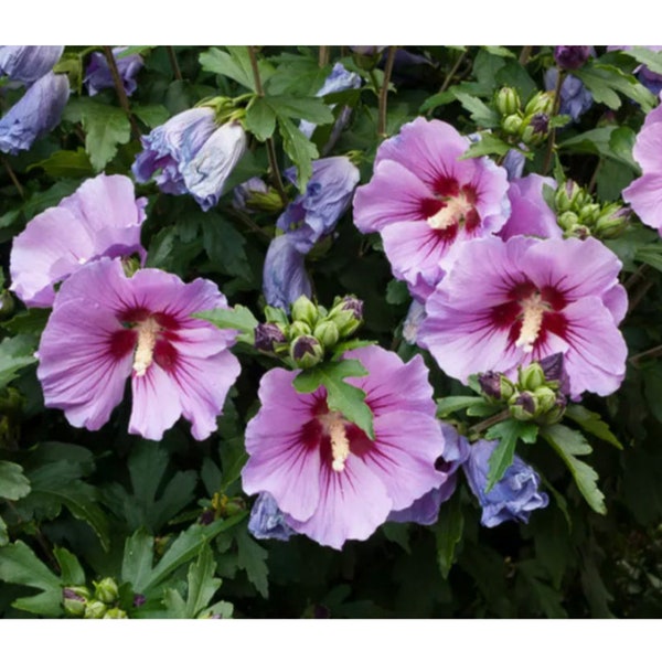 Purple Rose Bush - Etsy