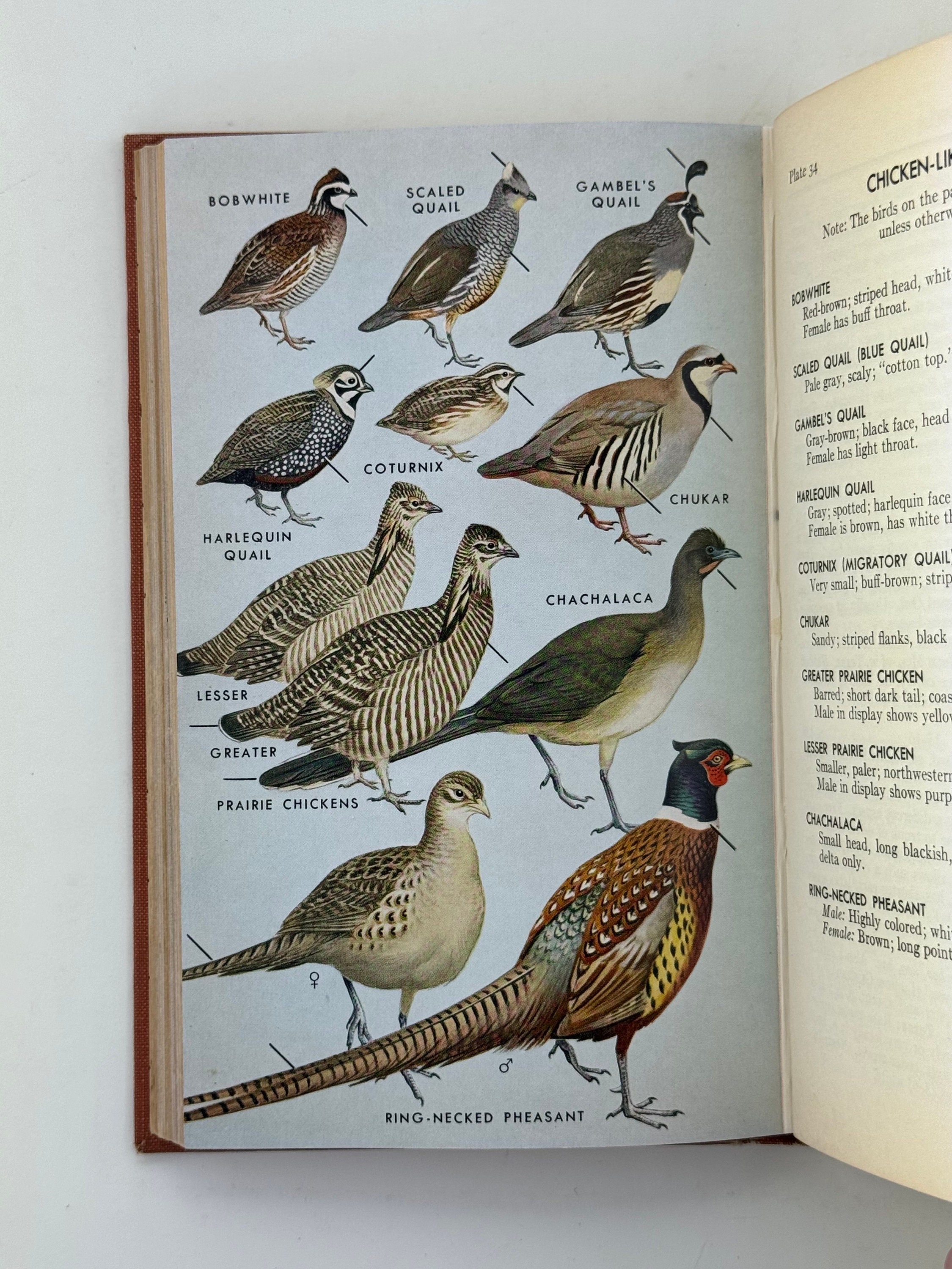 A Field Guide to the Birds of Texas by Roger Tory Peterson 1960 First ...