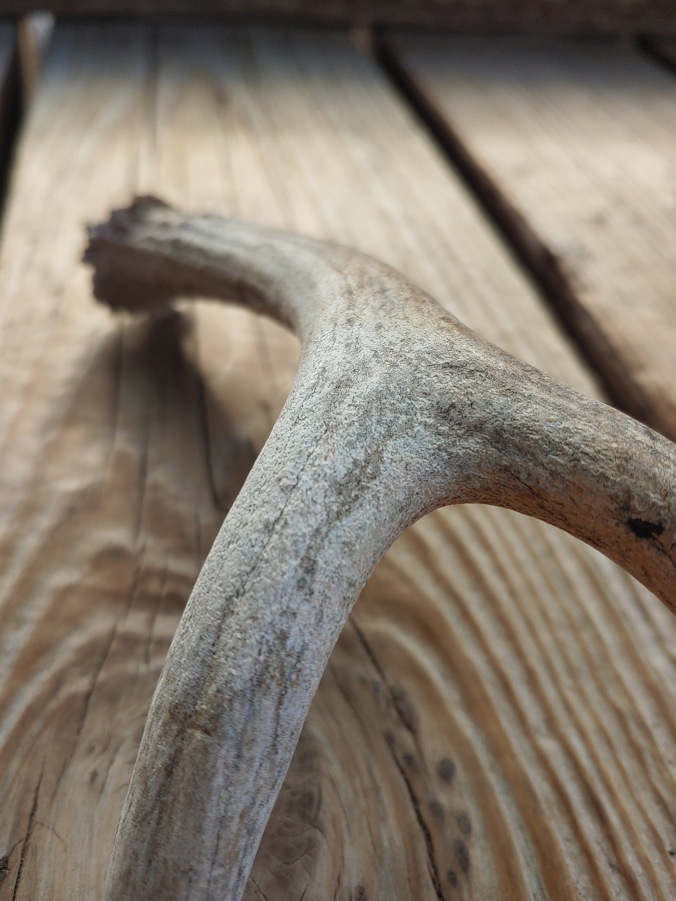 Bones & Skulls 10122020 Small 2 Point Whitetail Craft Antler Home Décor ...