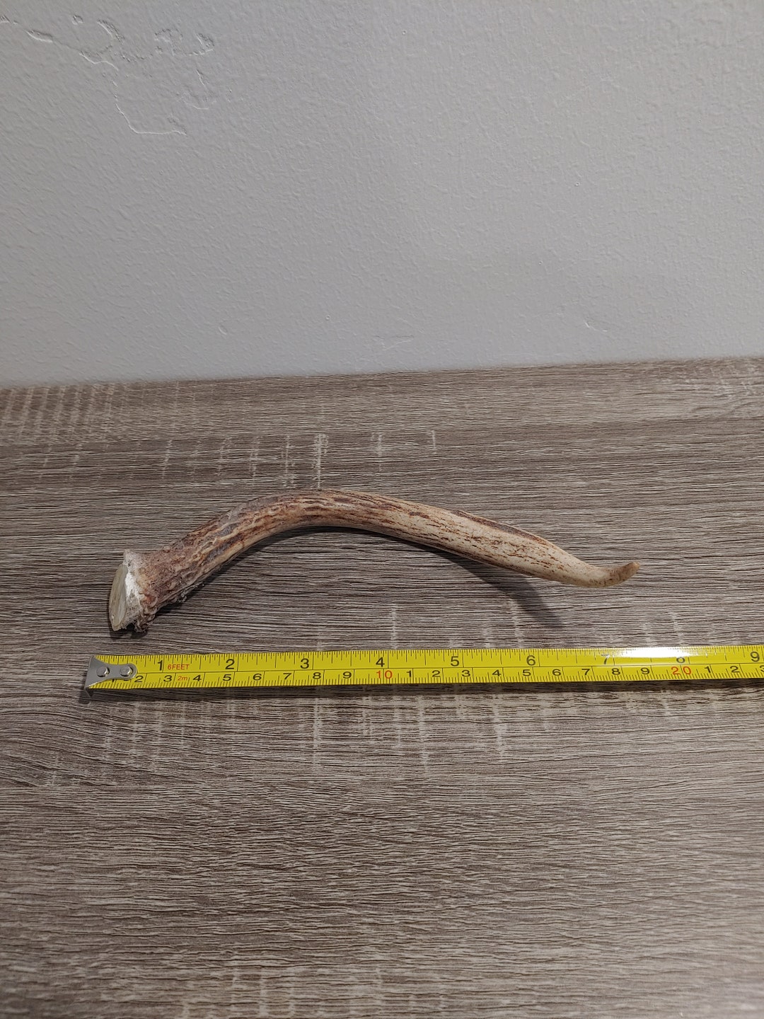 Nice Whitetail Spike Antler Cutoff - Etsy