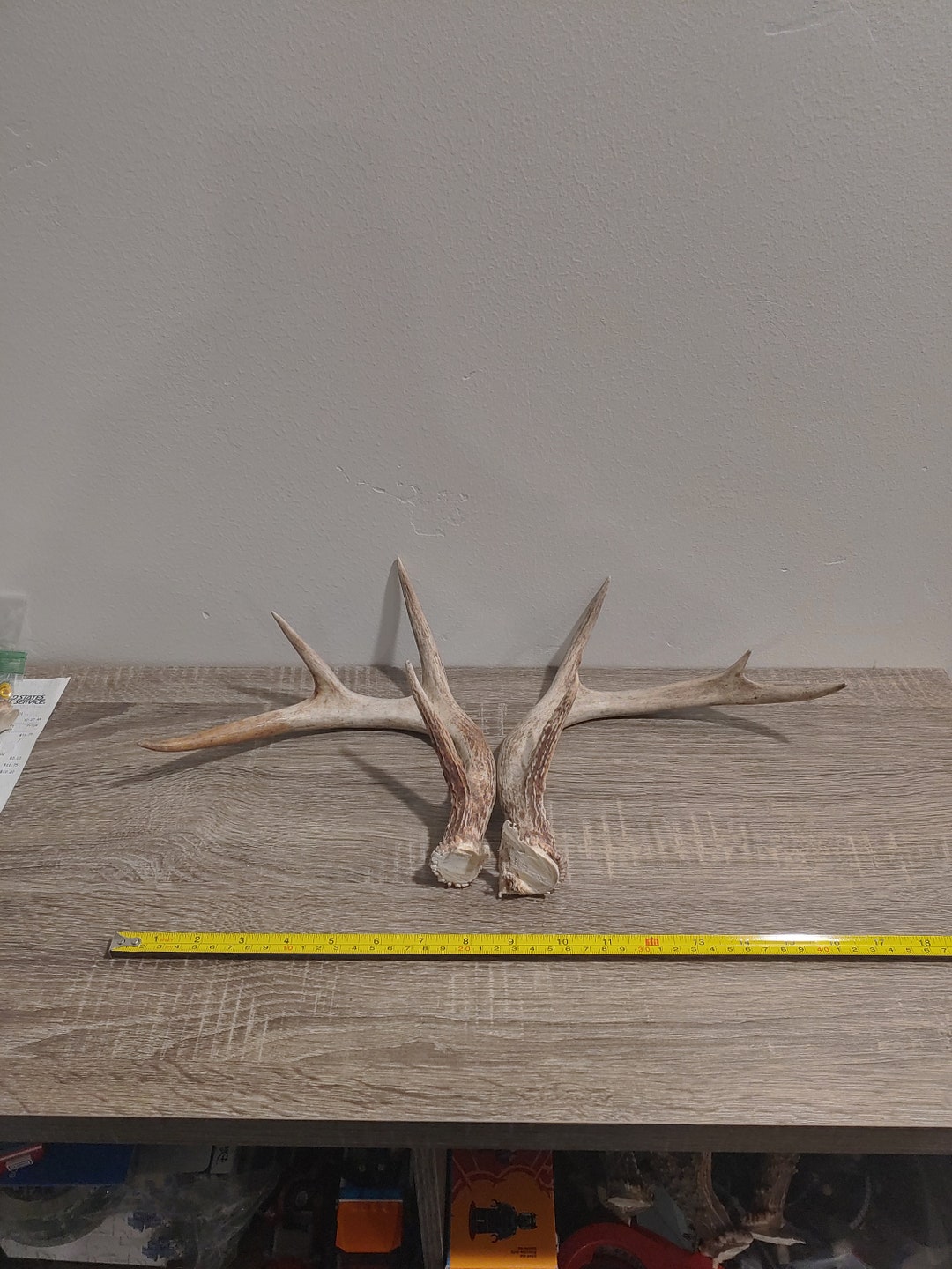 Nice 8 Point Whitetail Antler Cutoff Set - Etsy