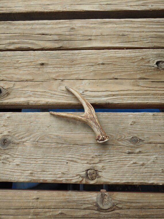 Bones & Skulls 10122020 Small 2 Point Whitetail Craft Antler Home Décor ...