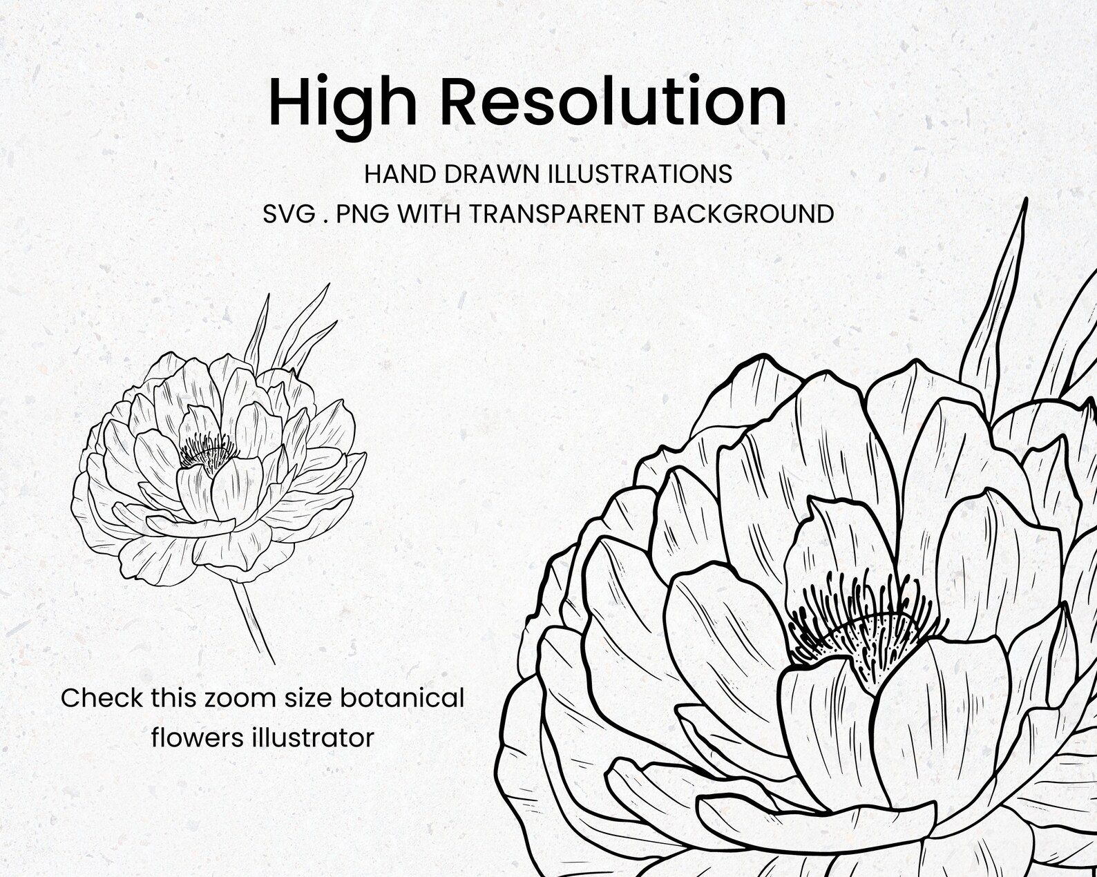 Peony Fine Line Artwork, Garden Flowers, Botanical Line Art, SVG ...