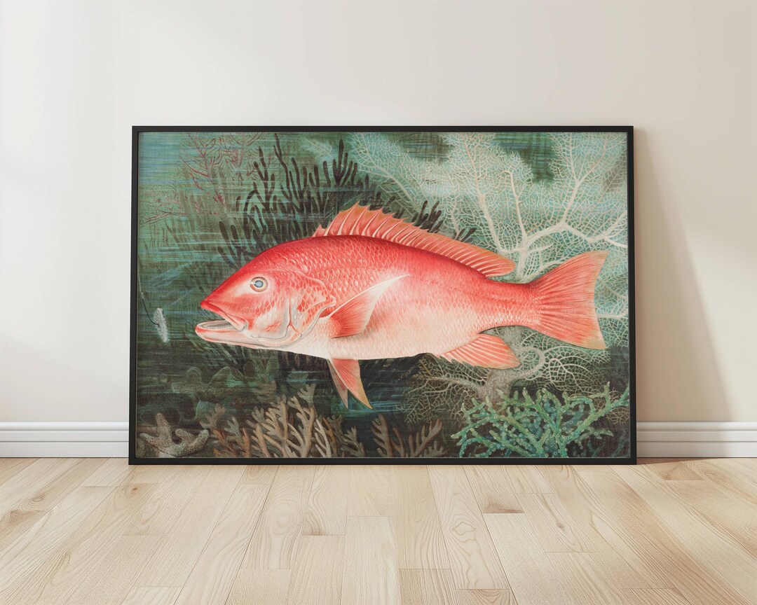 Northern Red Snapper Fish Print / Ocean Wall Decor / Vintage Animal ...