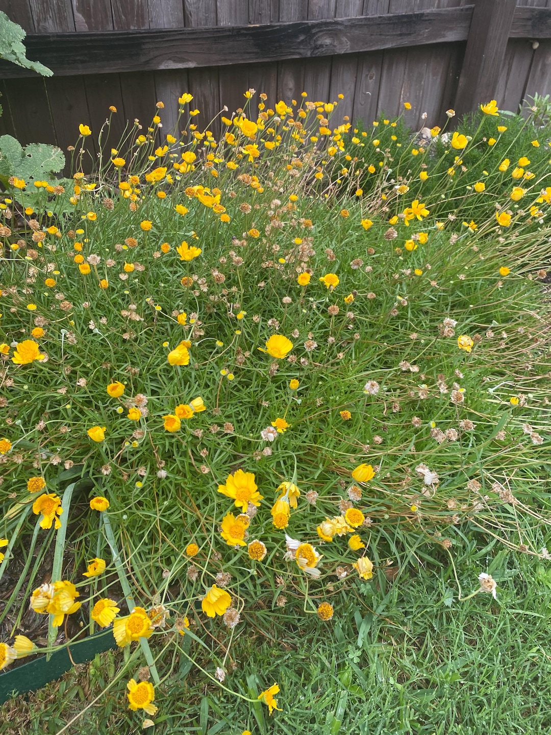 Four Nerve Daisy Flower Perennial Texas Native Seeds (tracking on ...