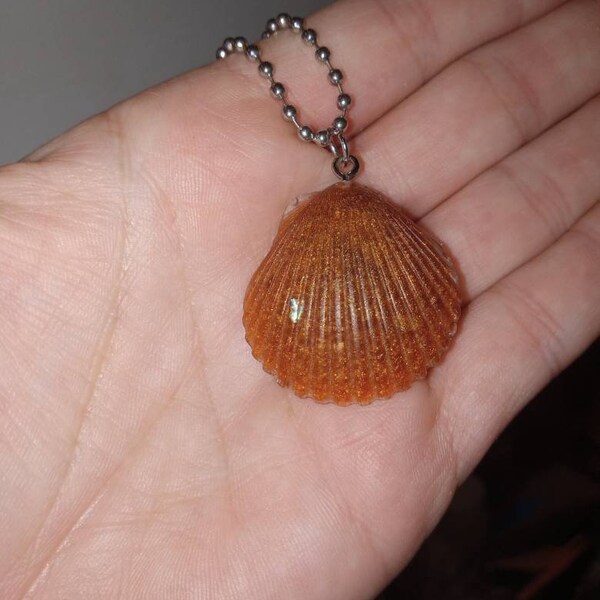 Real Seashell - Etsy
