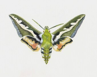 Oleander Hawk-moth Art Print - Etsy