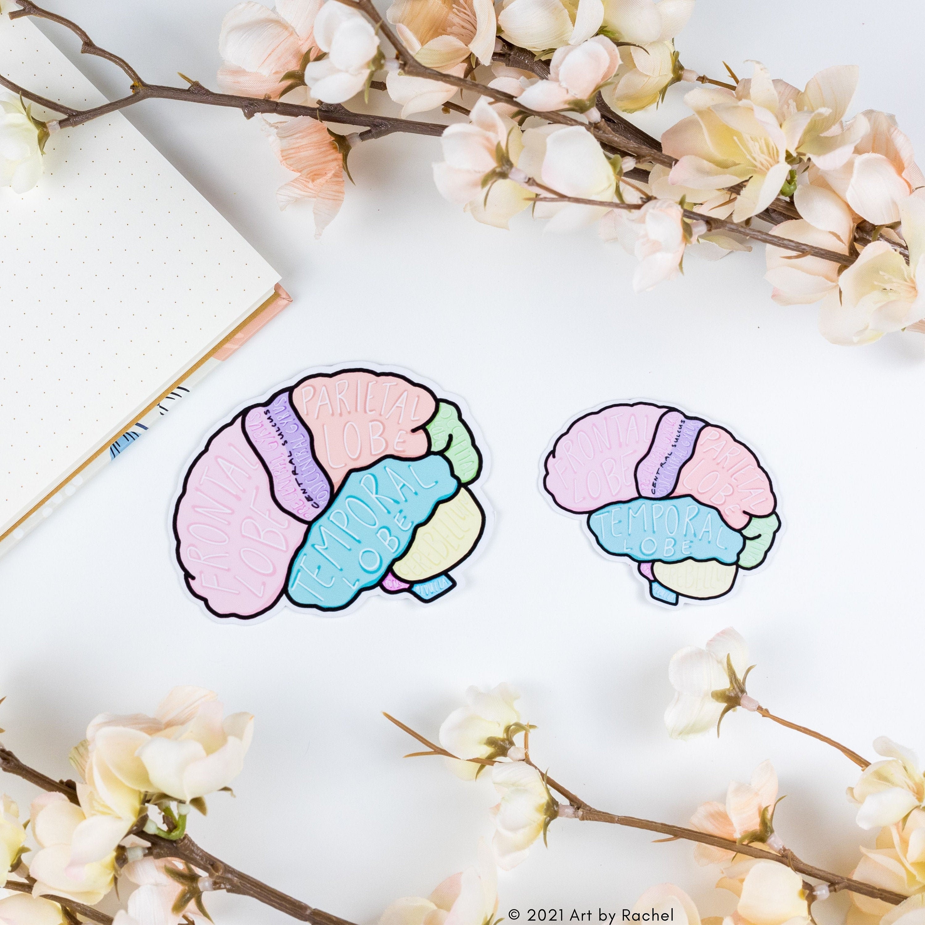 Anatomical Brain Sticker or Magnet Anatomy Neuroscience - Etsy