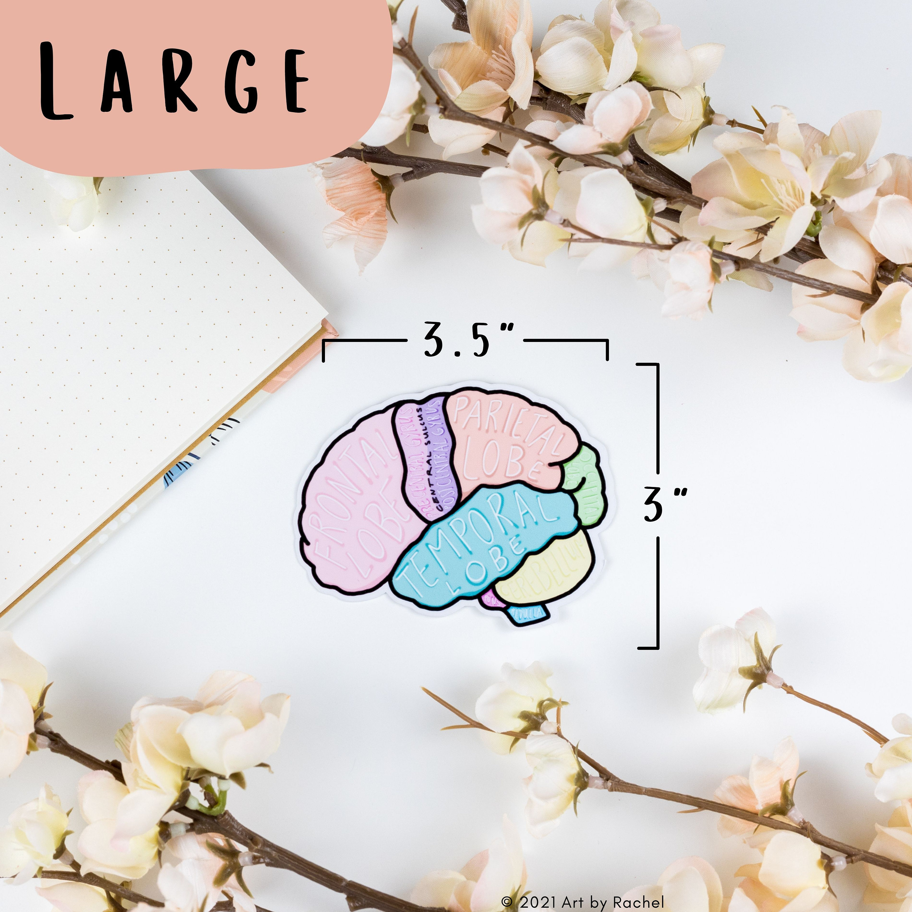 Anatomical Brain Sticker or Magnet Anatomy Neuroscience - Etsy