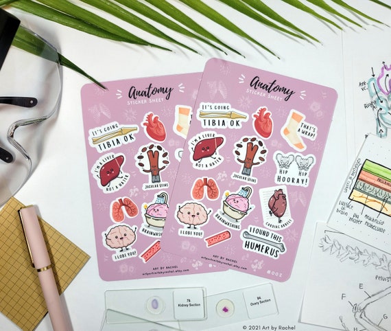 Anatomy Sticker Sheet Medicine Pre-med Science Bullet - Etsy