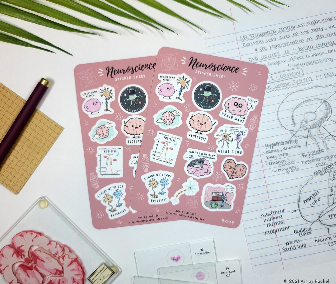 Neuroscience Sticker Sheet | Anatomy, Pre-med, Neurobiology | Bullet ...