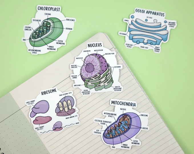 Cell Sticker Set of 3, Animal Cell, Bacteria Cell, Plant Cell Vinyl ...