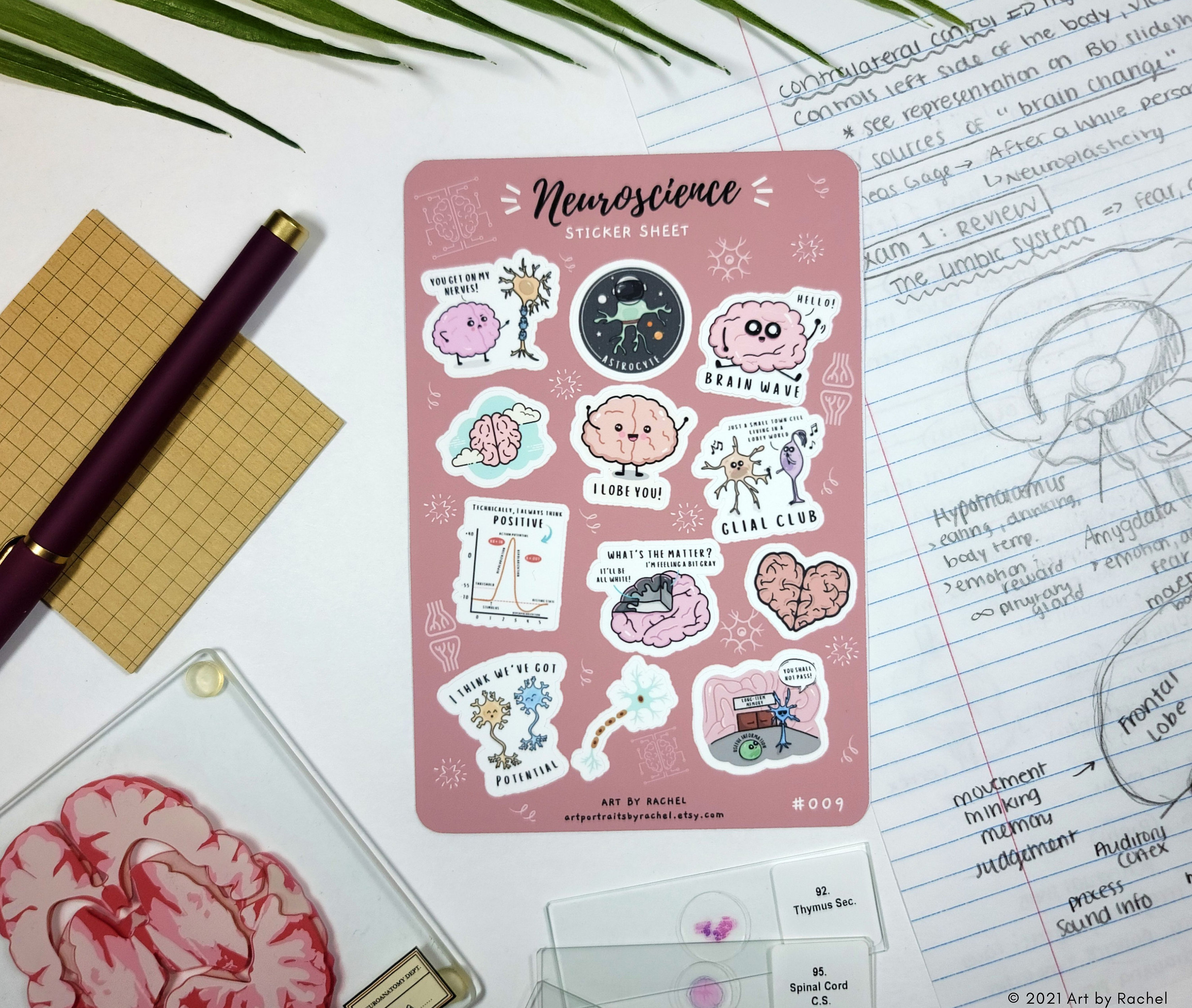 Neuroscience Sticker Sheet Anatomy Pre-med Neurobiology - Etsy