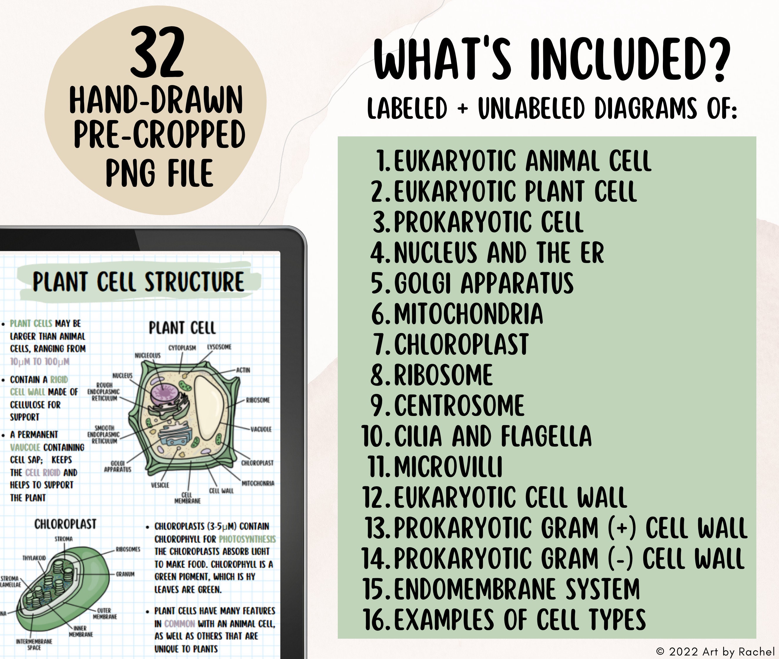 Cell Structure and Organelles | Digital Stickers | PNG File Download ...