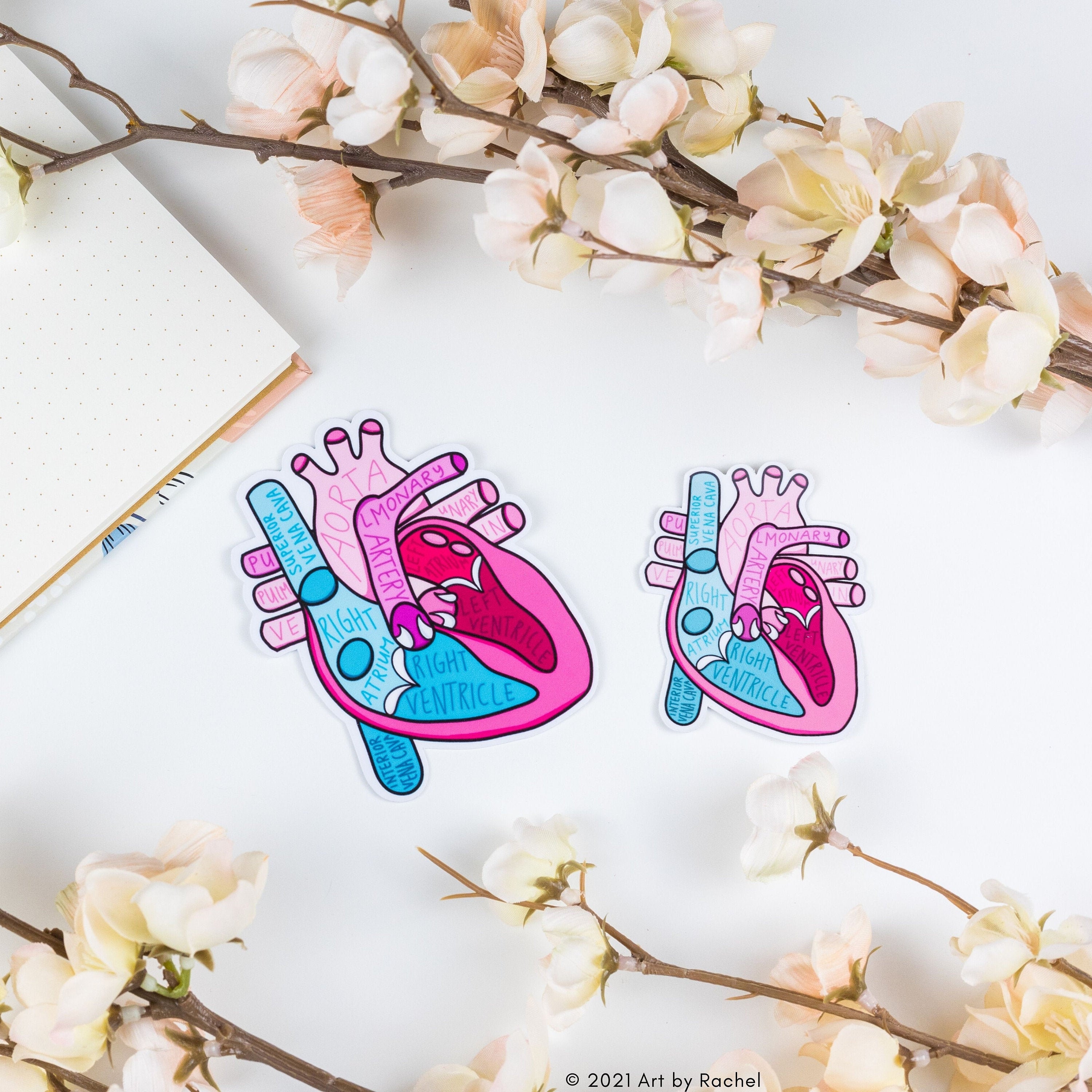 Papercraft Medical Student Anatomical Heart Sticker Cardiac Medical ...