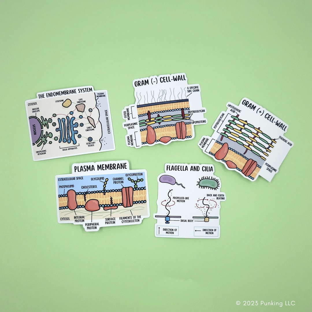 Cell Structure | 5 Stickers or Magnets | Science, Pre-med, Lab - Etsy