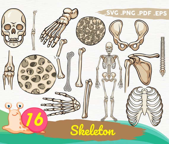 Printable Skeleton Parts Skeleton Puzzle — Missy Montessori