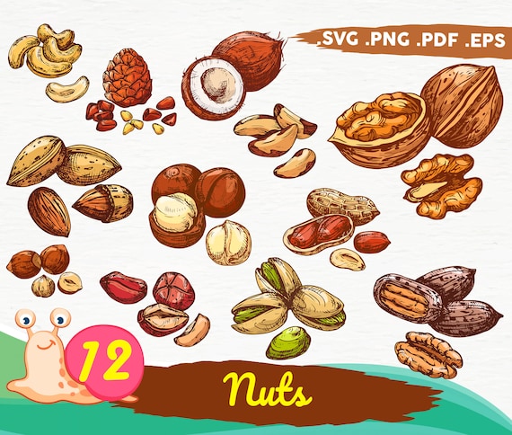 Nuts svgnut svg bundle nutcracker svg nuts vector | Etsy
