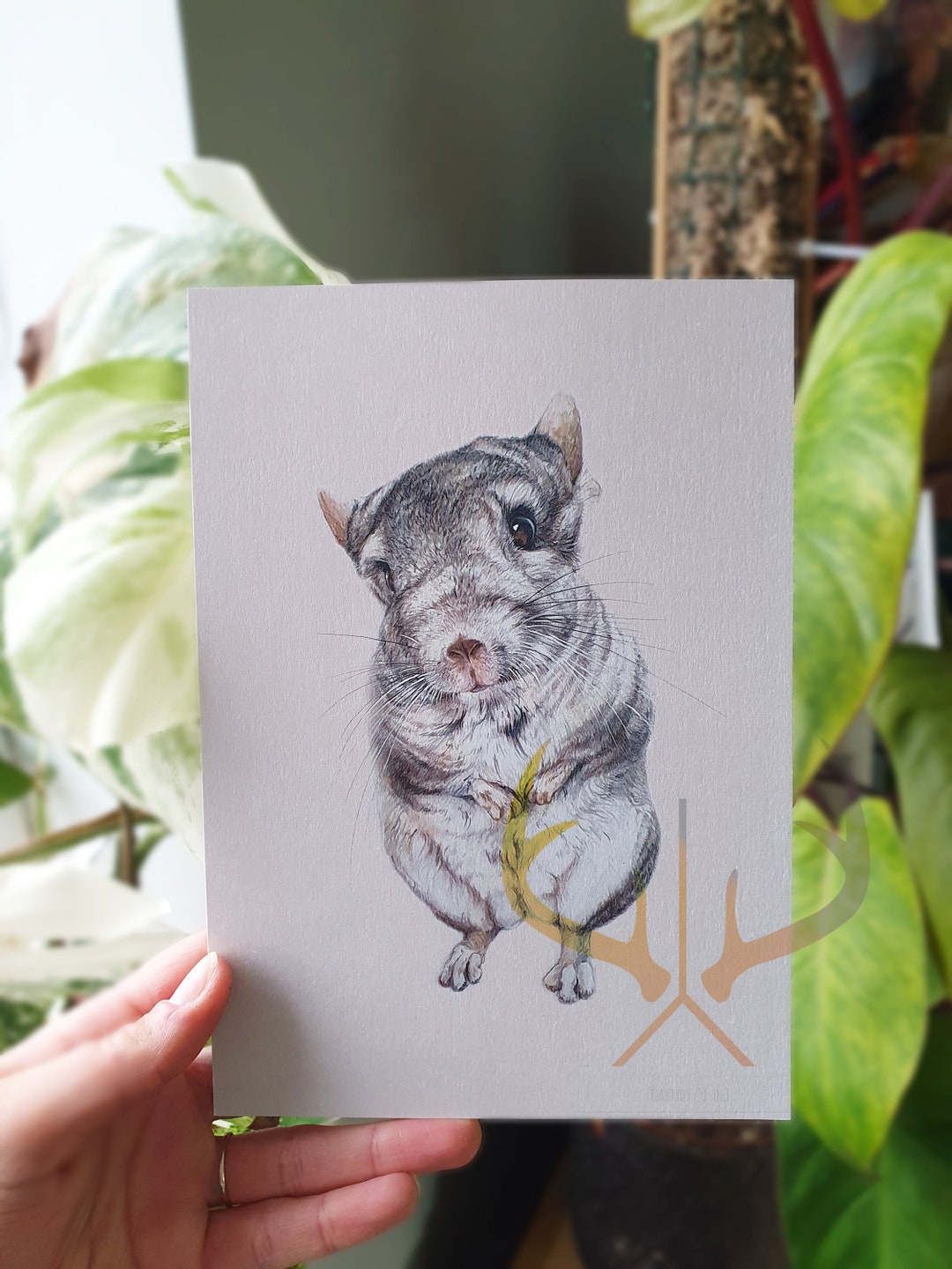 Chinchilla Art Print - Etsy
