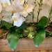 Rectangular Orchid Arrangement - Etsy
