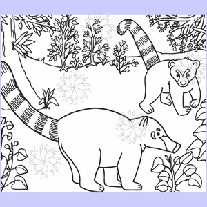 Coloring Page for Adults, Coloring Page Printable, Coati Coloring Page ...