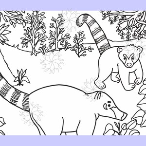Coloring Page for Adults, Coloring Page Printable, Coati Coloring Page ...