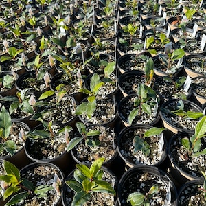 Bay Leaf Rooted Cuttings - Etsy