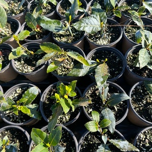 Bay Leaf Rooted Cuttings - Etsy