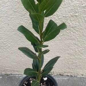 Sweet Bay Leaf, Laurel or Laurus Nobilis - Etsy