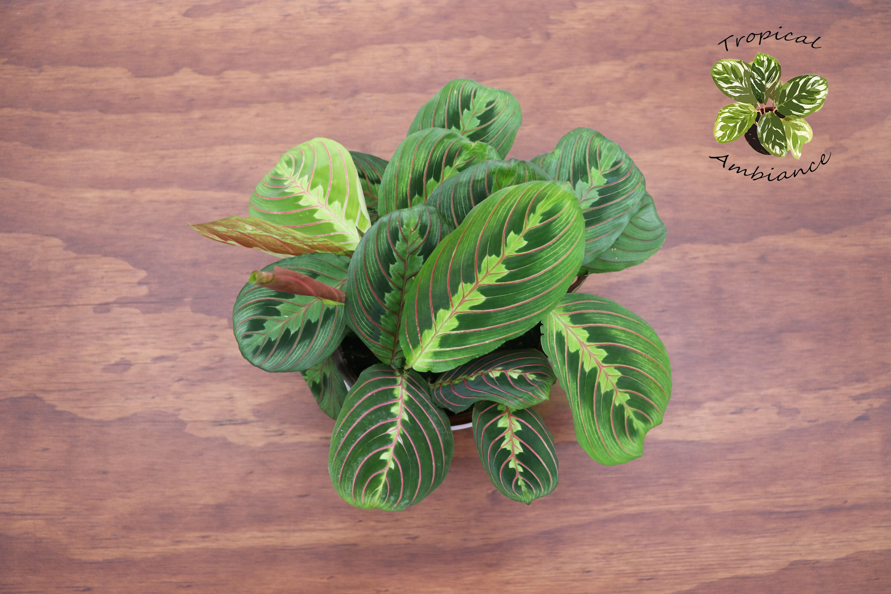 Red Maranta Prayer Plant 6 From Tropical Ambiance - Etsy