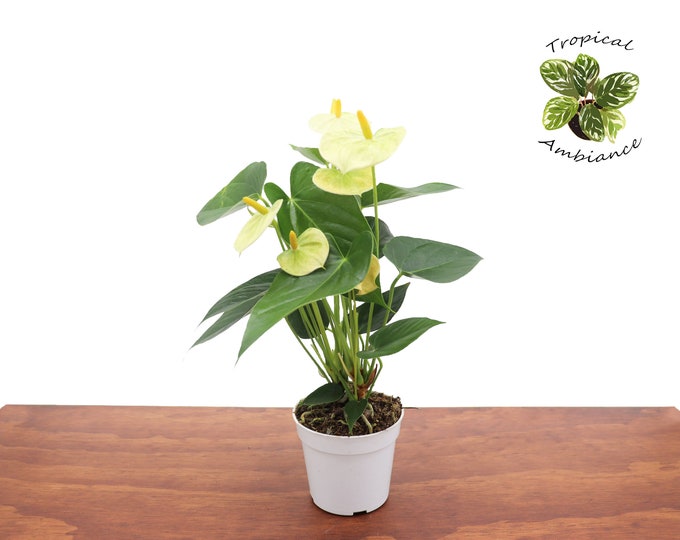 Anthurium White Plant in a 4 Pot Exceptional Quality Houseplant ...