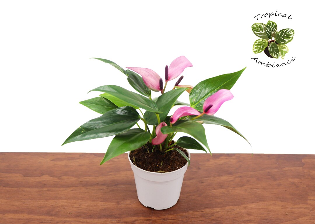 Purple Anthurium - 4" From Tropical Ambiance - Etsy