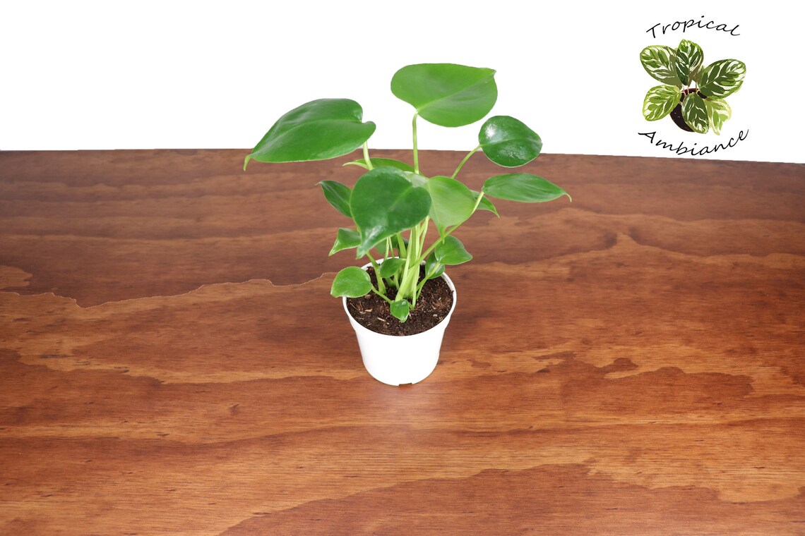 Monstera Split Leaf 4 From Tropical Ambiance - Etsy