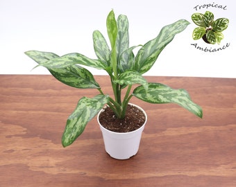 Chinese Evergreen Silver Bay 4" 6" Pot Live Plant, Tropical Ambiance ...