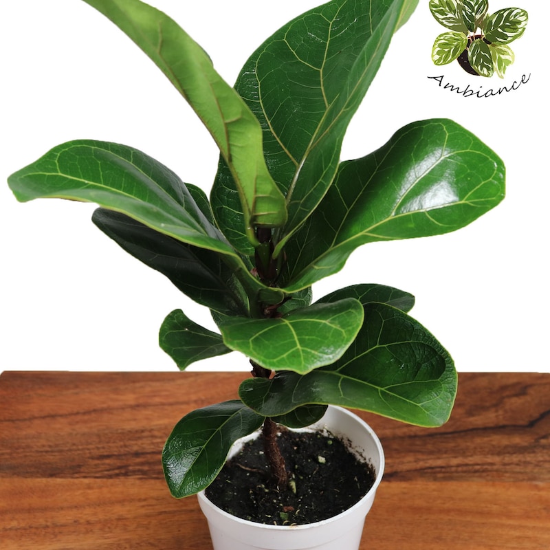 Fiddle Leaf Fig Tree - Etsy