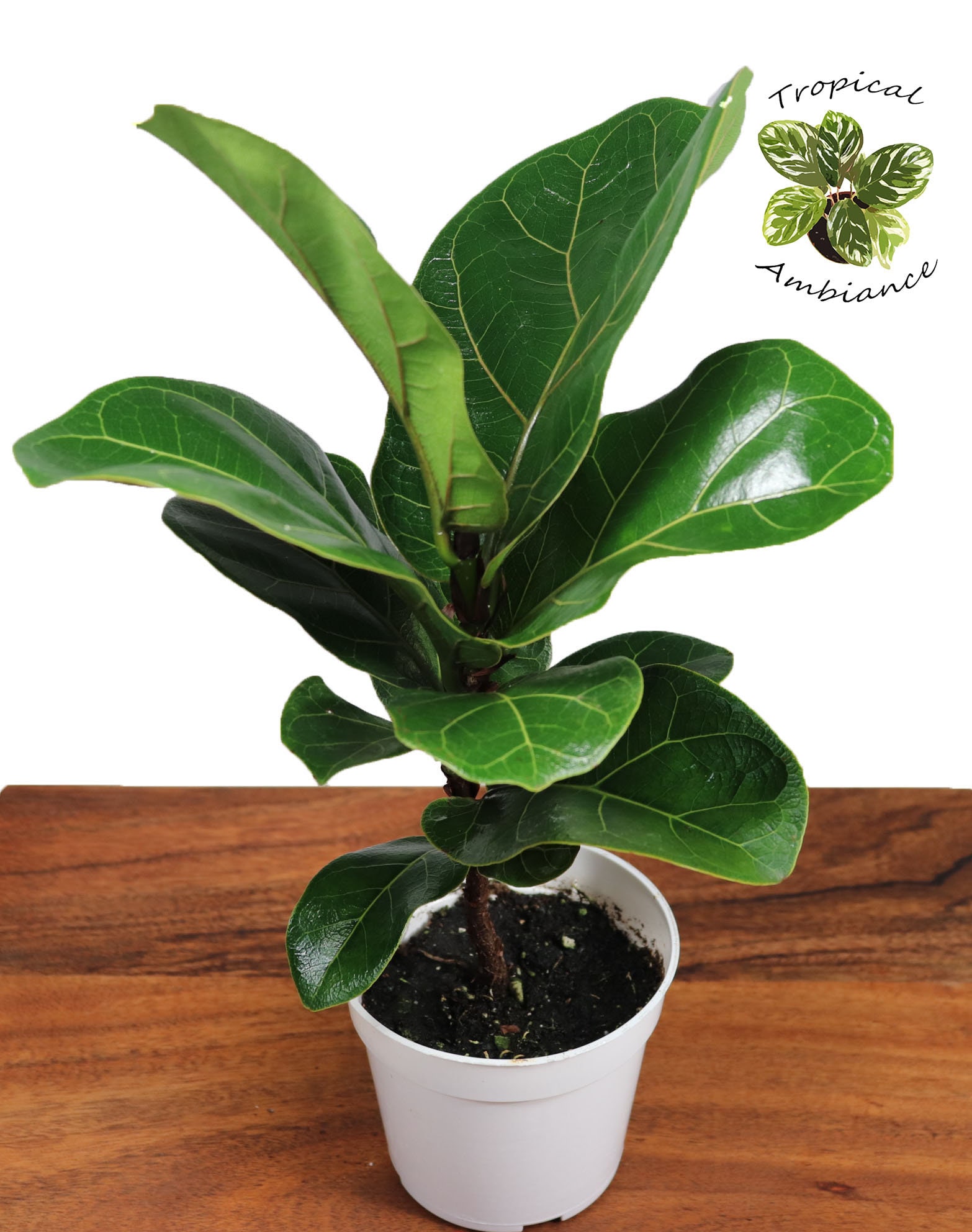 Dwarf Fiddle Leaf Fig 4'' From Tropical Ambiance - Etsy