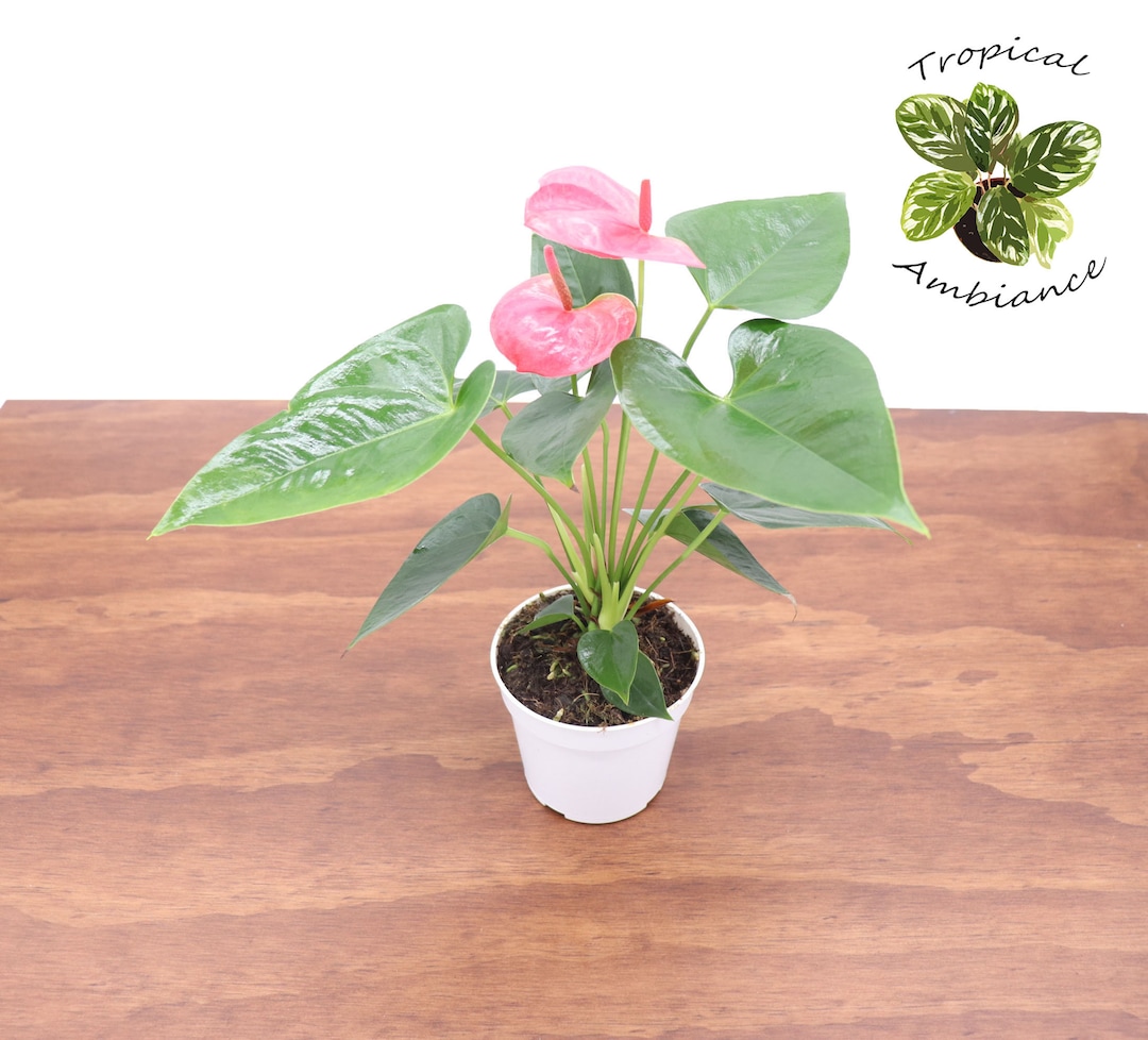 Pink Anthurium - 4" From Tropical Ambiance - Etsy