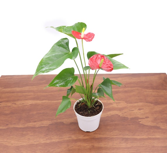 Red Anthurium 4 from Tropical Ambiance | Etsy