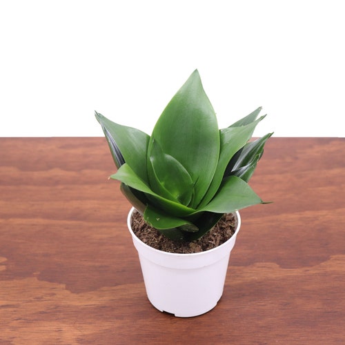 Monstera Split Leaf 4 From Tropical Ambiance - Etsy