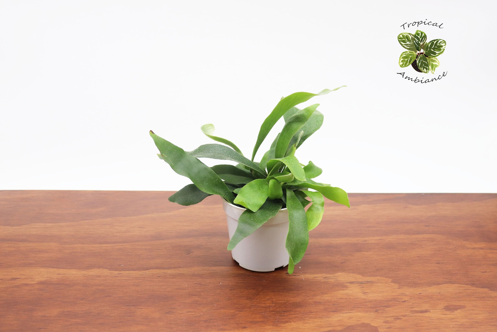 Stag Horn Fern 4'' From Tropical Ambiance - Etsy